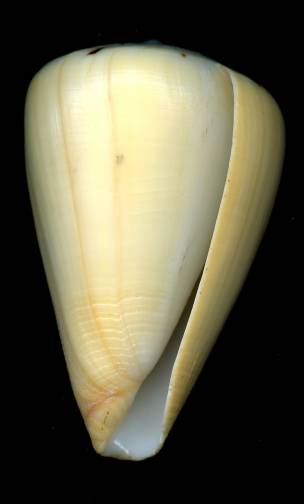 shellauction.net :: Dendroconus betulinus f. immaculata - 2469057