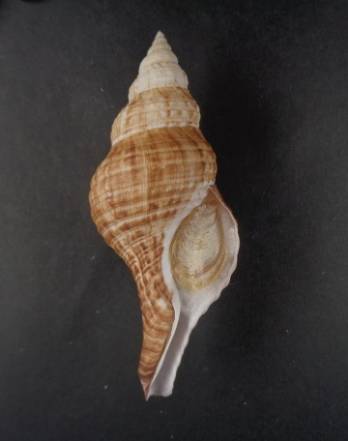 shellauction.net :: Fusinus ocelliferus - 2490773