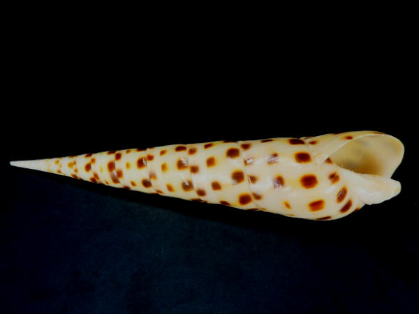 shellauction.net :: Terebra subulata - 2502130