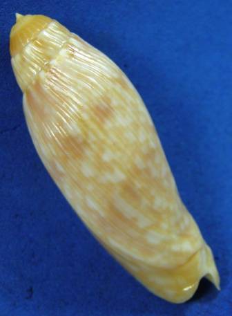 shellauction.net :: Volutoconus multiformis - 2505848