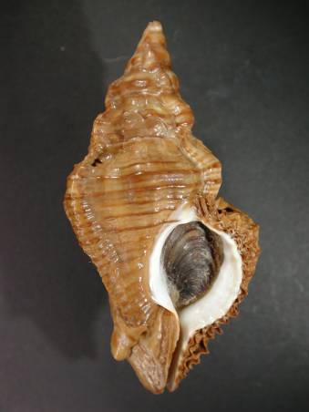 shellauction.net :: Chicoreus capucinus - 2510167