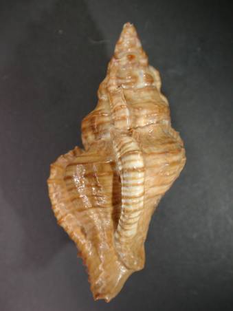 shellauction.net :: Chicoreus capucinus - 2510167