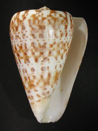 shellauction.net :: Kalloconus pulcher - 2511157