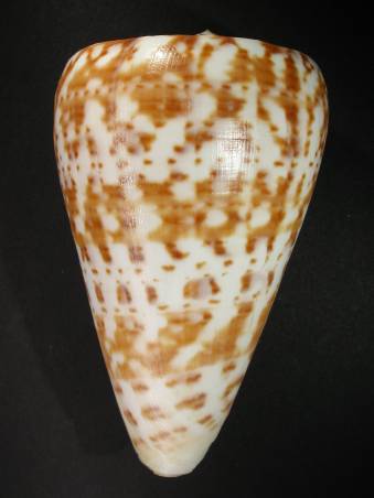 shellauction.net :: Kalloconus pulcher - 2511157