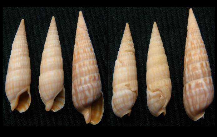 shellauction.net :: Terebra cerithina - 2513966