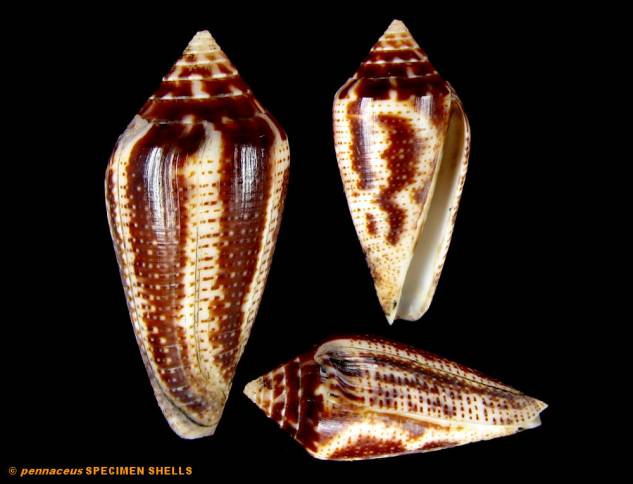 shellauction.net :: Conus mahogani - 2518982