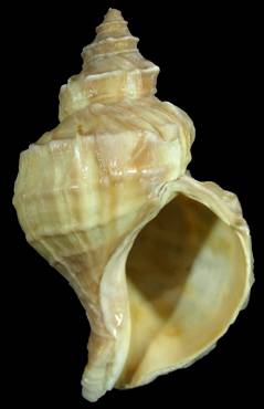 shellauction.net :: Neptunea polycostata - 2519955