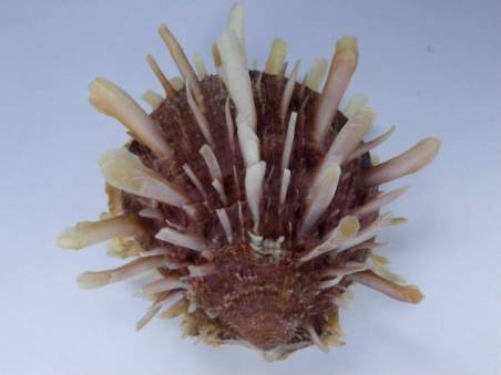 shellauction.net :: Spondylus barbatus - 2520646