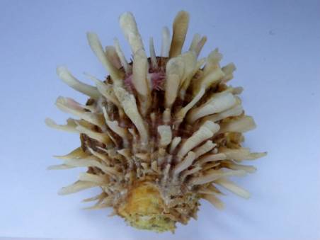 shellauction.net :: Spondylus barbatus - 2520646