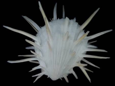 shellauction.net :: Spondylus imperialis - 2520648