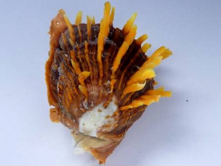shellauction.net :: Spondylus butleri - 2520656