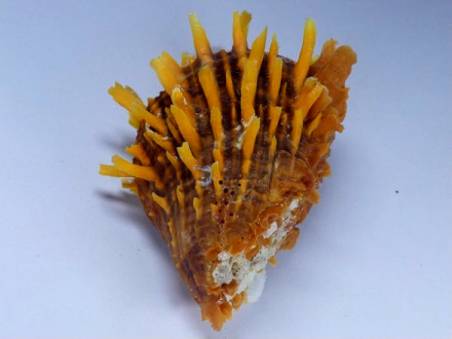 shellauction.net :: Spondylus butleri - 2520656