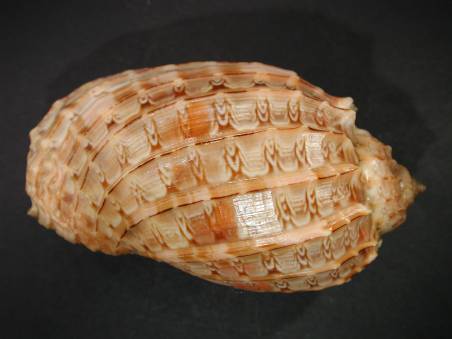 shellauction.net :: Harpa doris - 2521149