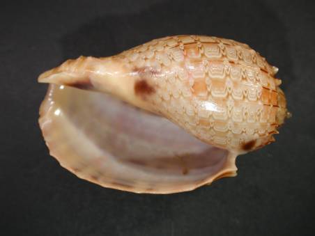 shellauction.net :: Harpa doris - 2521151