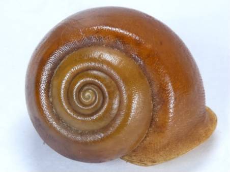 shellauction.net :: Chloritis eustoma - 2521436