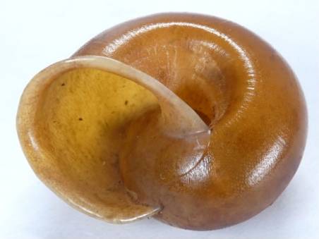 shellauction.net :: Chloritis eustoma - 2521436