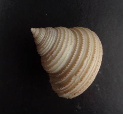 shellauction.net :: Calliostoma (Maurea) simulans - 2522330