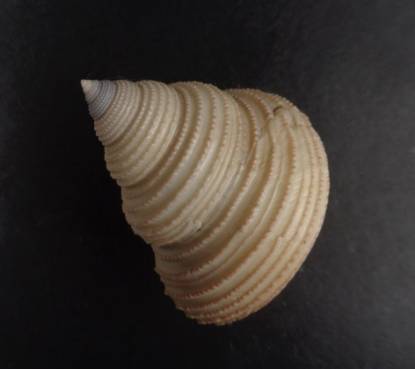 shellauction.net :: Calliostoma (Maurea) simulans - 2522331