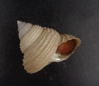 shellauction.net :: Calliostoma (Maurea) simulans - 2522331