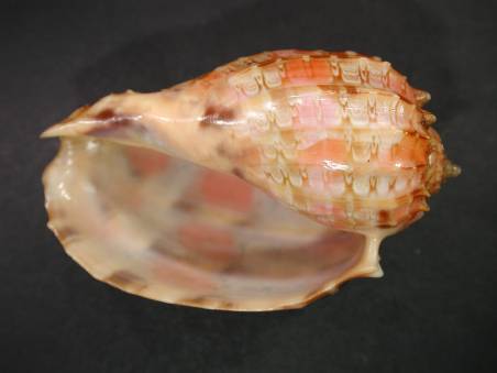 shellauction.net :: Harpa doris - 2522730