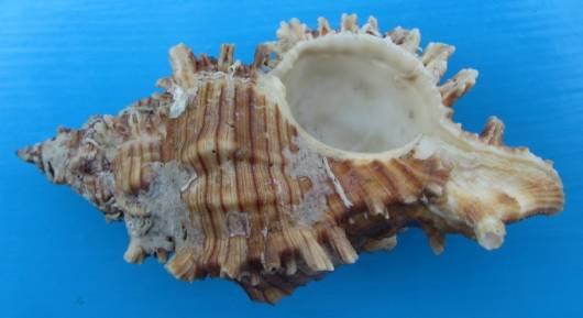 shellauction.net :: Chicoreus palmarosae - 2523991