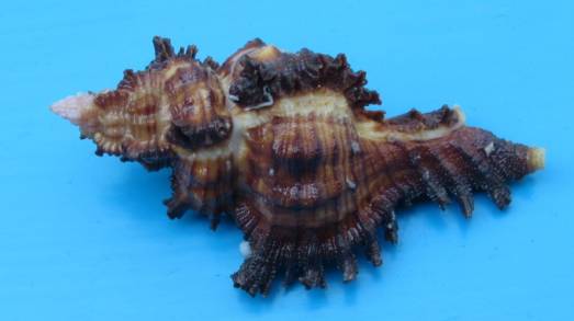 shellauction.net :: Chicoreus palmarosae - 2524000