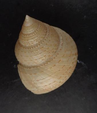 shellauction.net :: Calliostoma (Maurea) maui - 2524122
