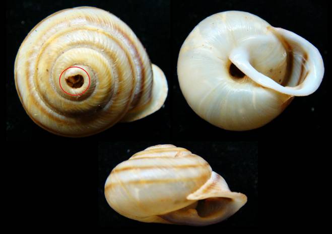 shellauction.net :: Cepolis lincolni - 2539787