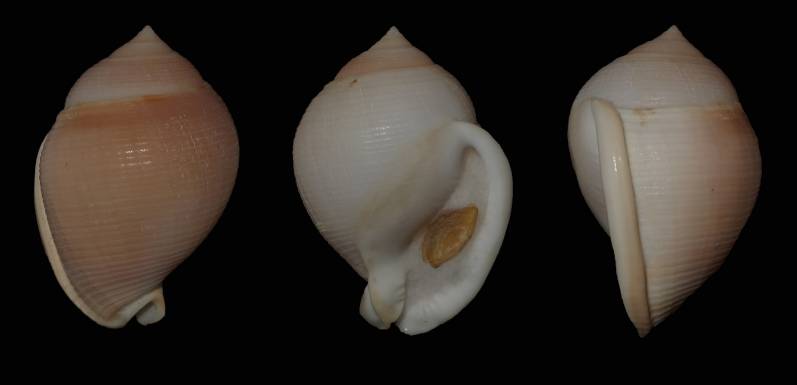 shellauction.net :: Semicassis craticulata - 2543499