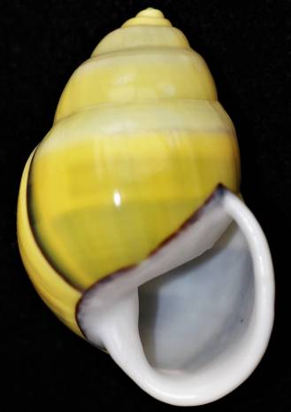 shellauction.net :: Amphidromus butoti - 2550369