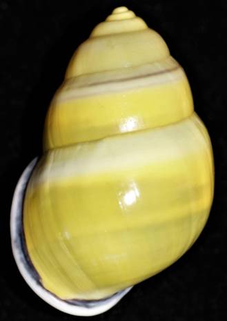 shellauction.net :: Amphidromus butoti - 2550369