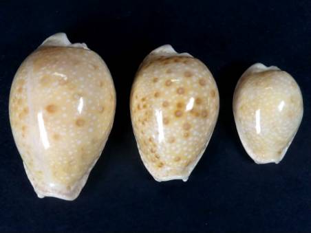 shellauction.net :: Cypraea marginalis melocellata - 2556720