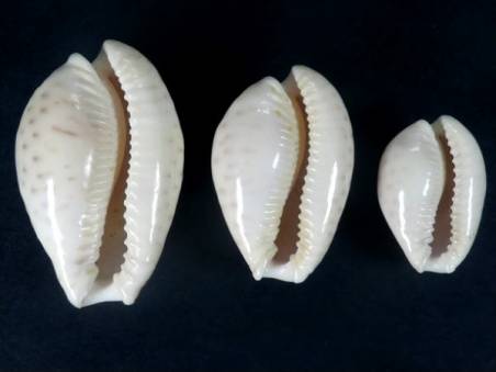 shellauction.net :: Cypraea marginalis melocellata - 2556720