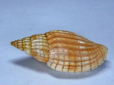 shellauction.net :: Lyria delessertiana - 2556865