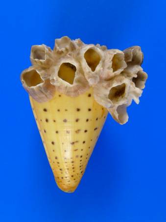 shellauction.net :: Conus betulinus - 2558480