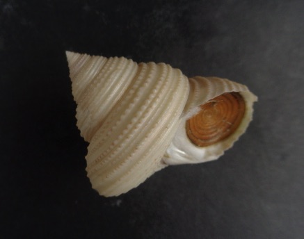 shellauction.net :: Calliostoma (Maurea) simulans - 2559382