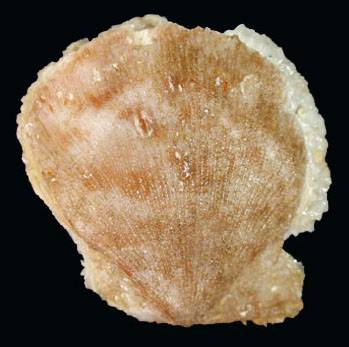 shellauction.net :: Talochlamys pusio - 2572990