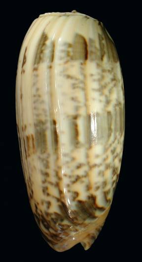 shellauction.net :: Oliva miniacea - 2573876