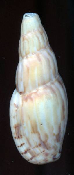 shellauction.net :: Lyria species - 2578360
