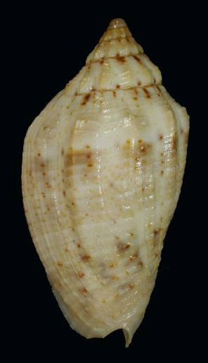 shellauction.net :: Voluta virescens - 2579710