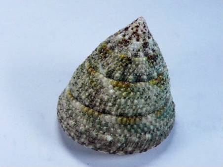 shellauction.net :: Trochus lineatus - 2588870