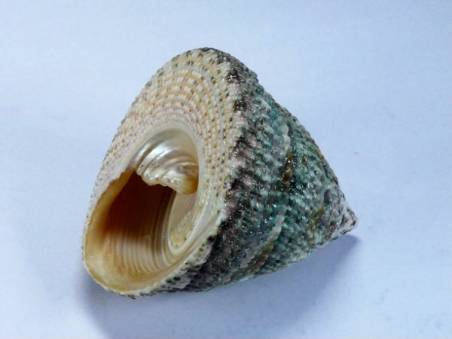 shellauction.net :: Trochus lineatus - 2588870