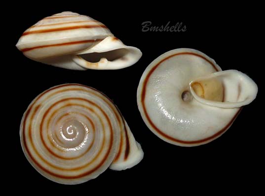 shellauction.net :: Obba moricandi brunnescens - 2590799