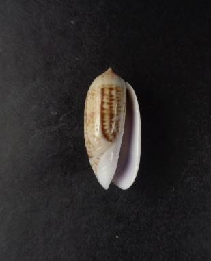 shellauction.net :: Oliva ornata - 2591182