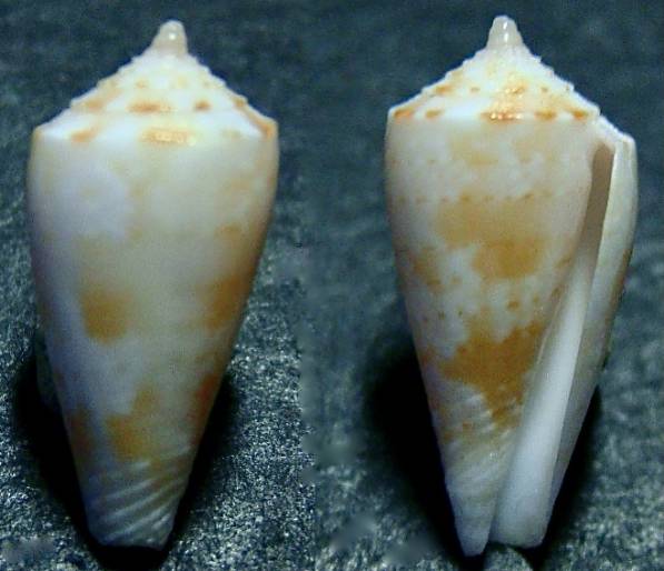 shellauction.net :: Conus sp. - 2599104