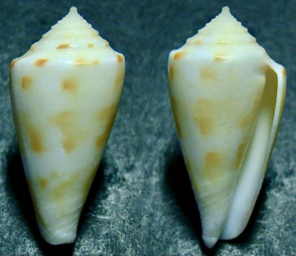 shellauction.net :: Conus bruuni v. magdalenae - 2599133