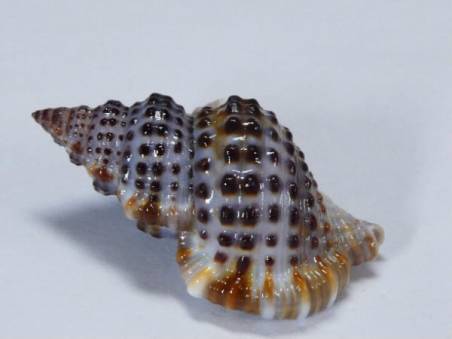 shellauction.net :: Gyrineum natator - 2606250