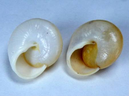 shellauction.net :: Papuina species - 2608114