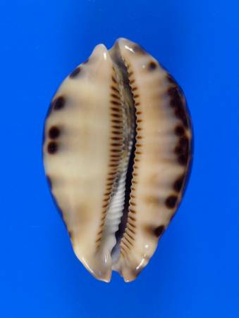 shellauction.net :: Mauritia histrio - 2616834