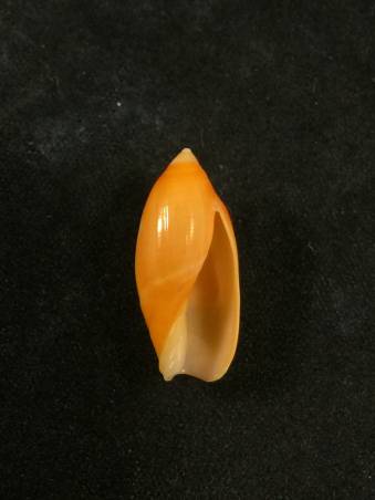 shellauction.net :: Ancilla faustoi - 2618874